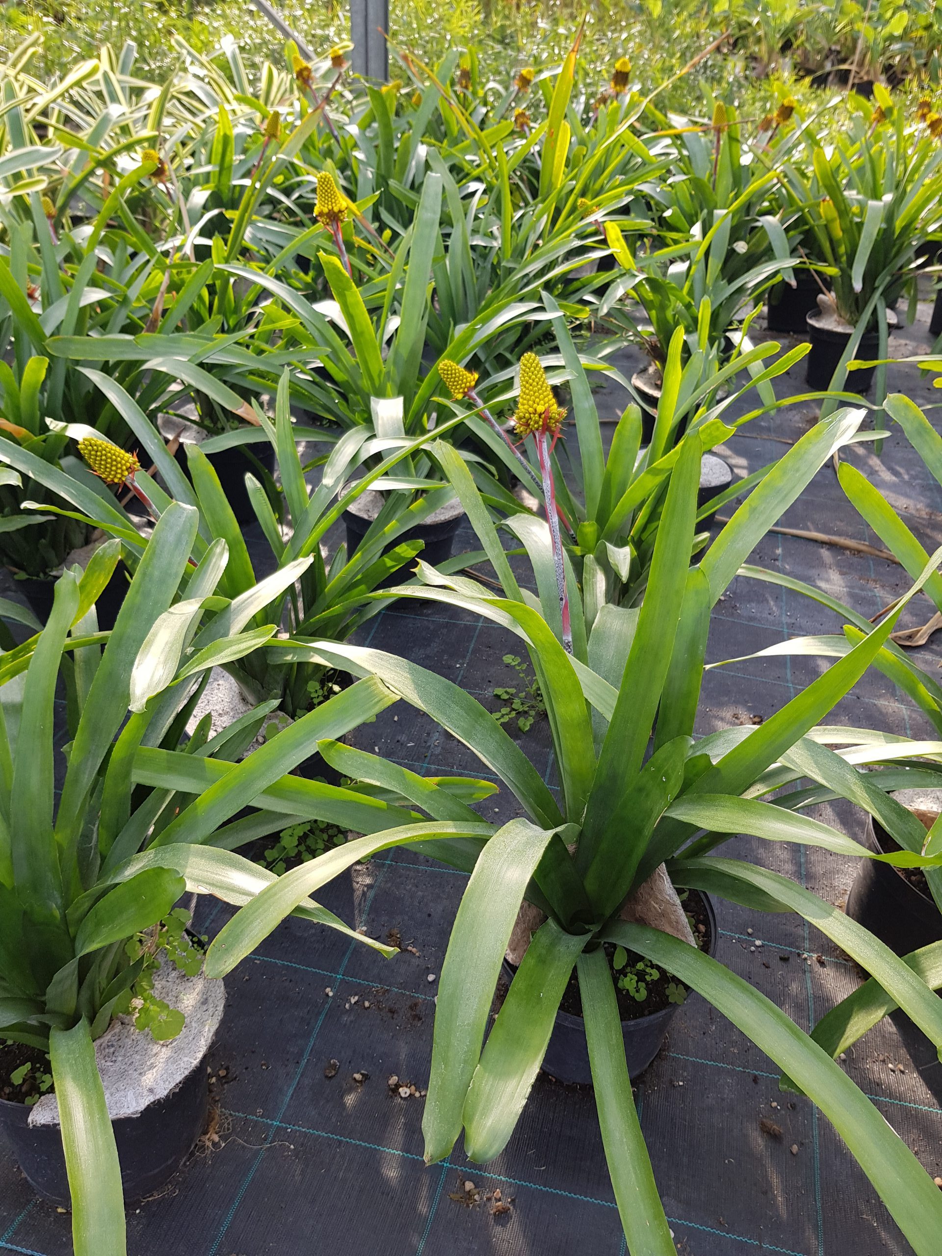 Aechmea Calyculata | NOWA